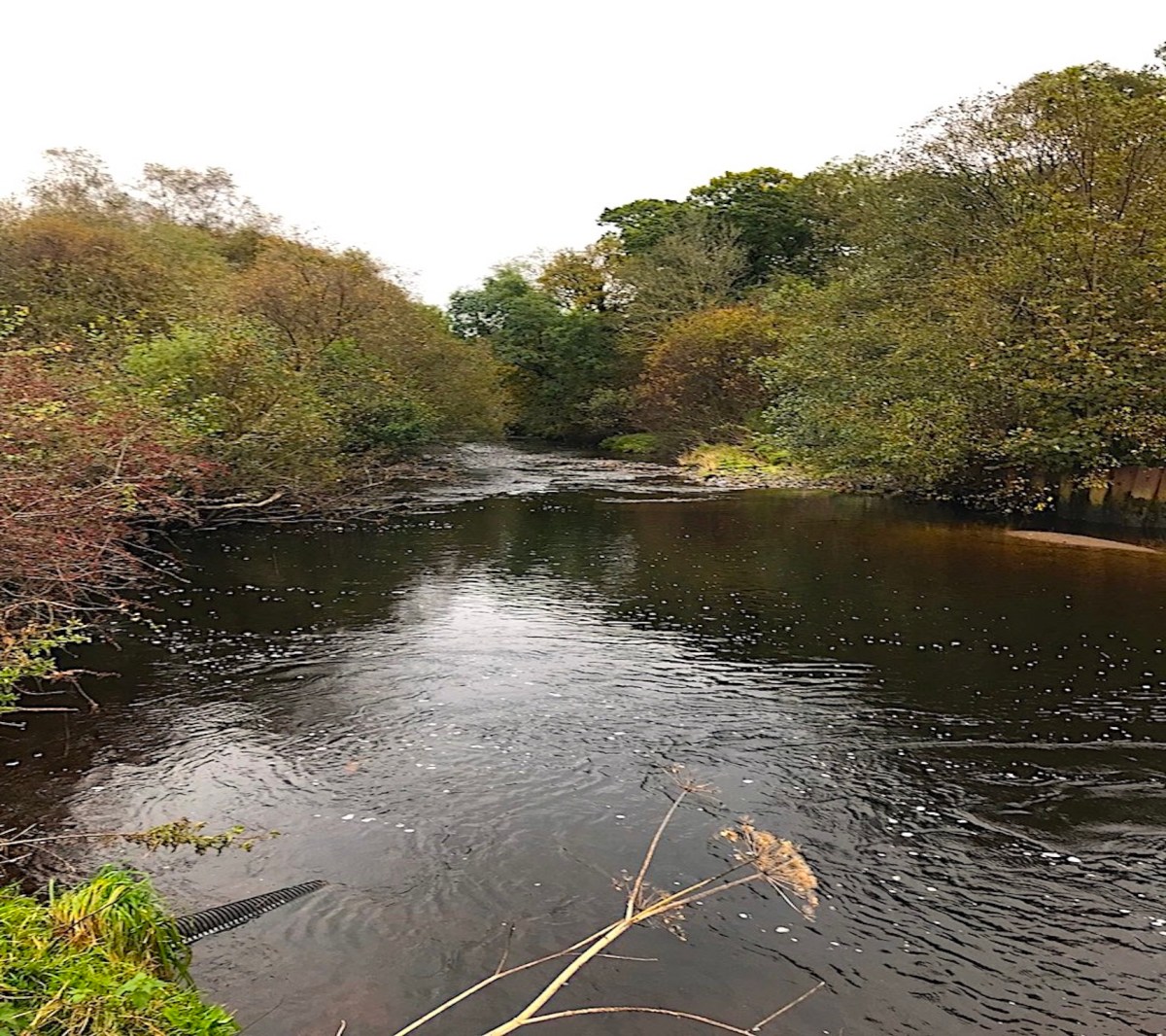 A few hours on the River Fruin – The Dogged Angler